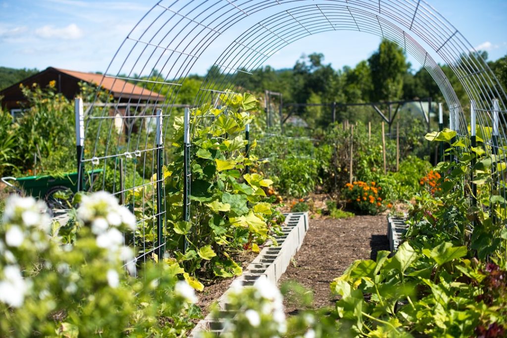 Créer un potager avec un paysagiste expert